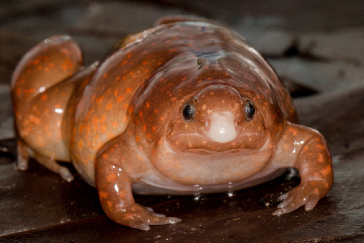 Descubren una nueva especie de anfibio en el Amazonas y ya está en ...