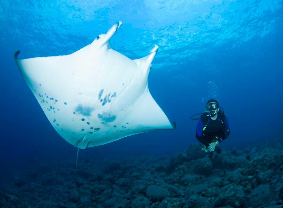 Nadar con mantarrayas en Hawai: cómo es la experiencia extrema del ...