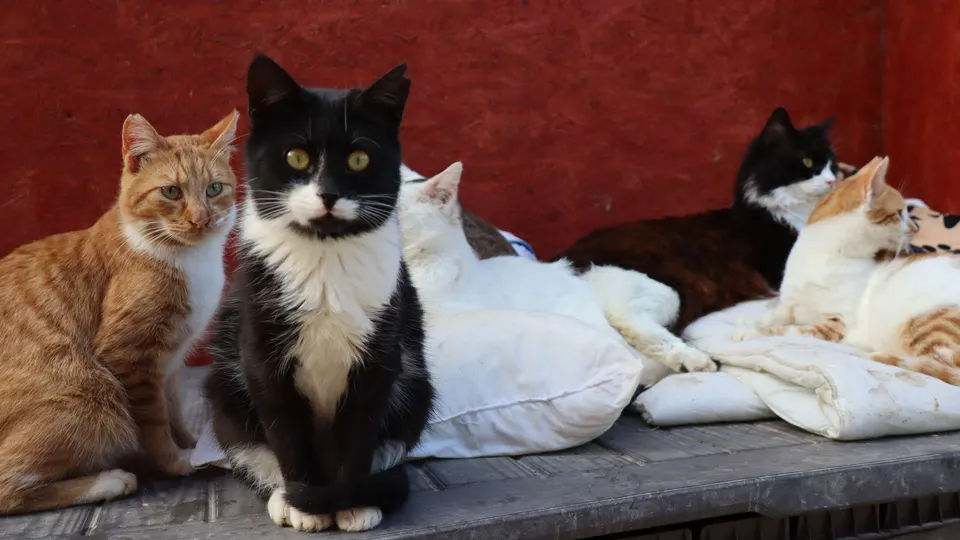 Qué se sabe del brote de coronavirus en gatos que ya mató a miles de ...