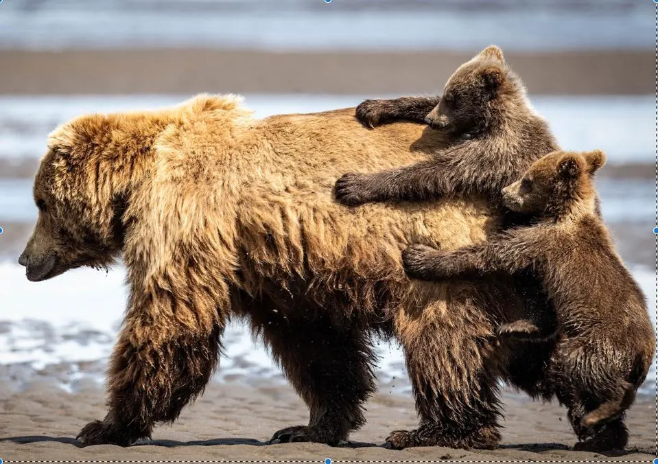 Los 10 animales más divertidos del Comedy Wildlife Photography Awards ...